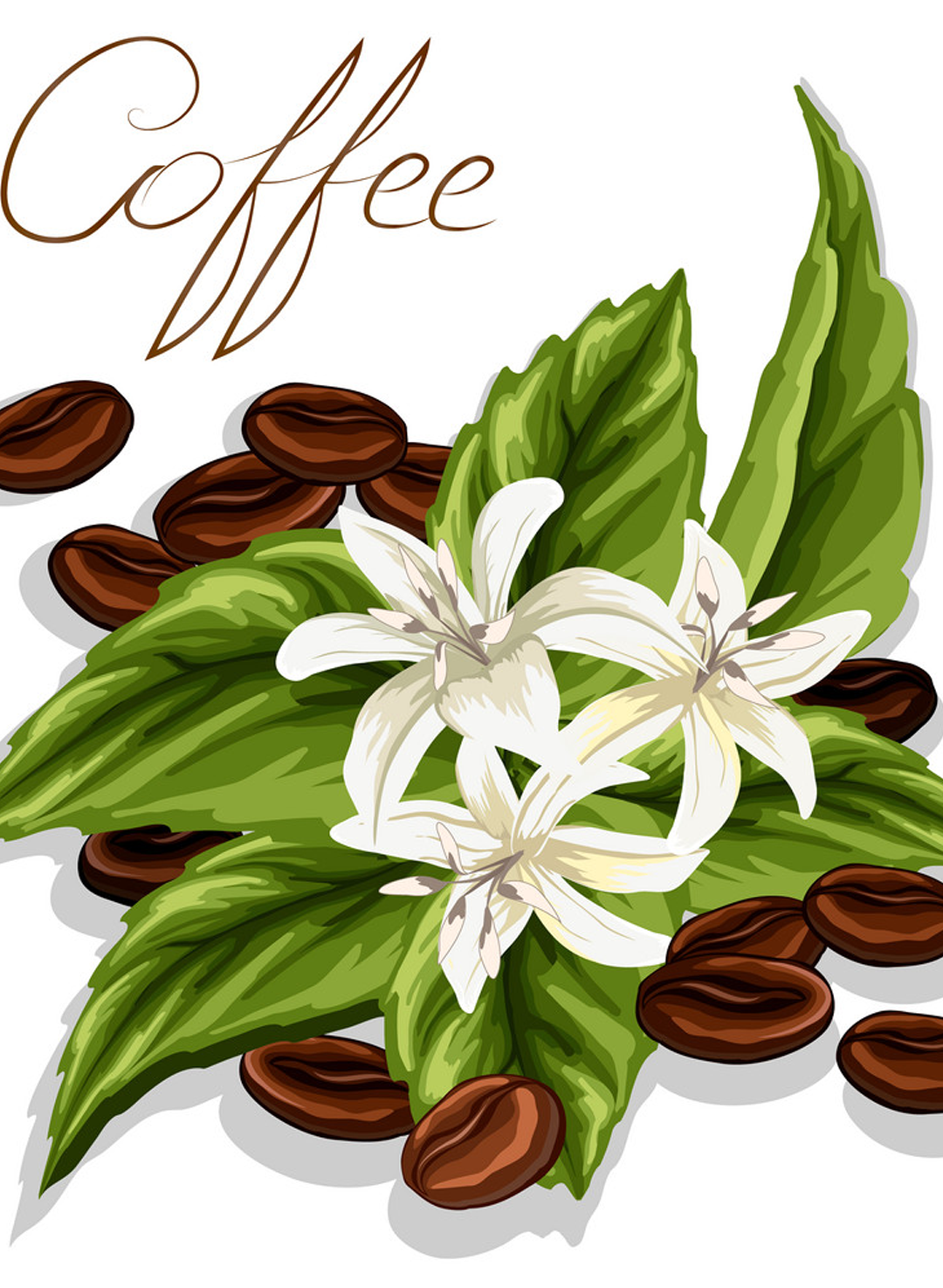 COFFEE BEANS
